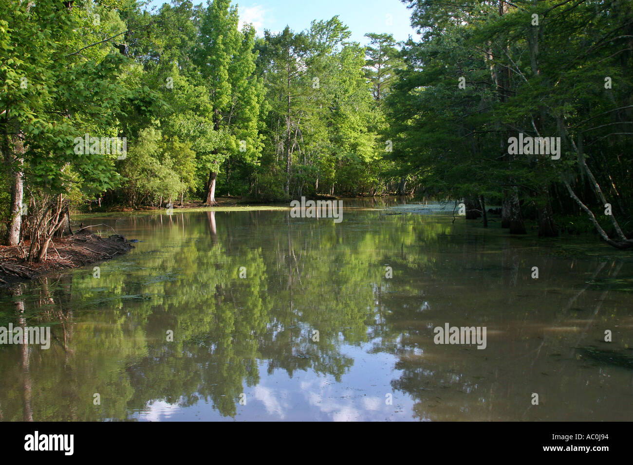 The Bayou on a swamp tour Louisiana Stock Photo - Alamy