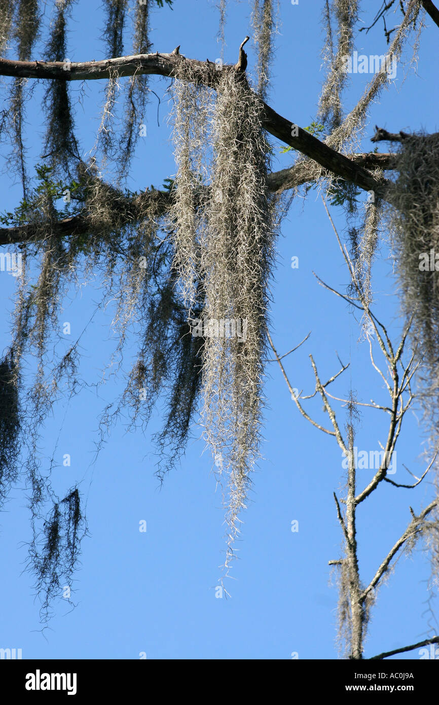 Spanish Moss hanging from a cypress tree Stock Photo - Alamy
