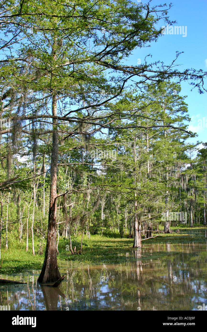The Bayou on a swamp tour Louisiana Stock Photo - Alamy