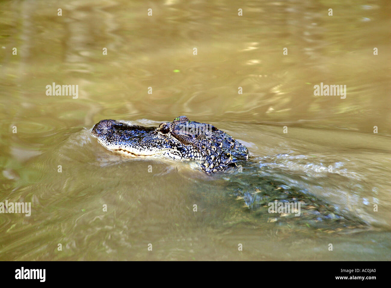 alligator swimming close to the tour boat Swamp tour in the bayou ...