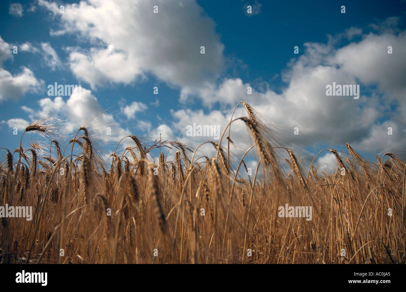 Field full of crops Stock Photo - Alamy