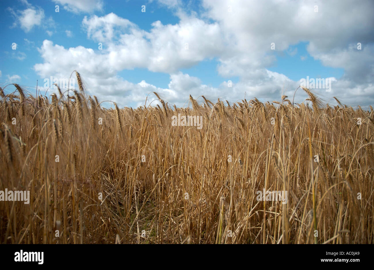 Field full of crops Stock Photo - Alamy