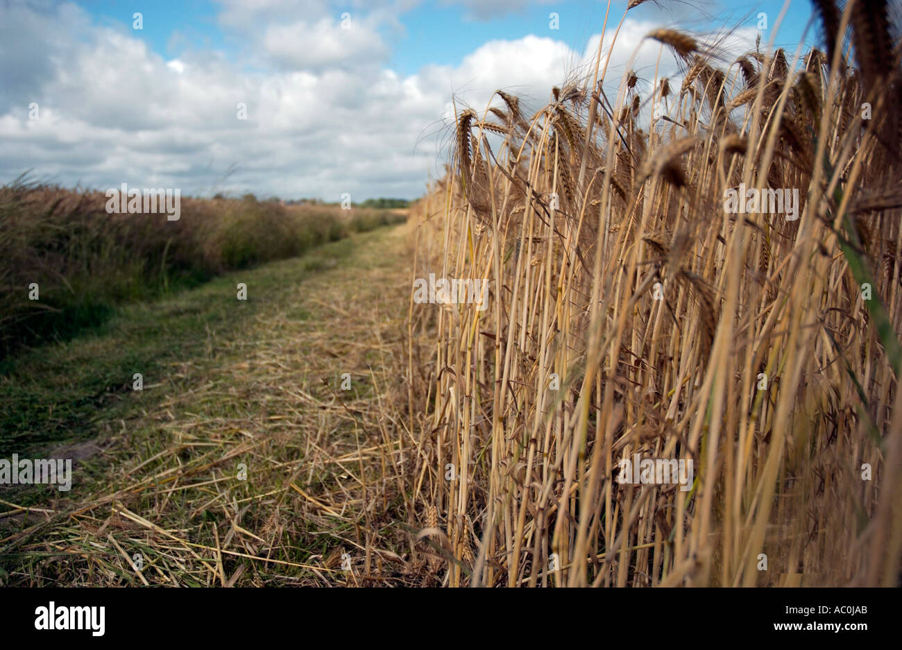 Field full of crops Stock Photo - Alamy