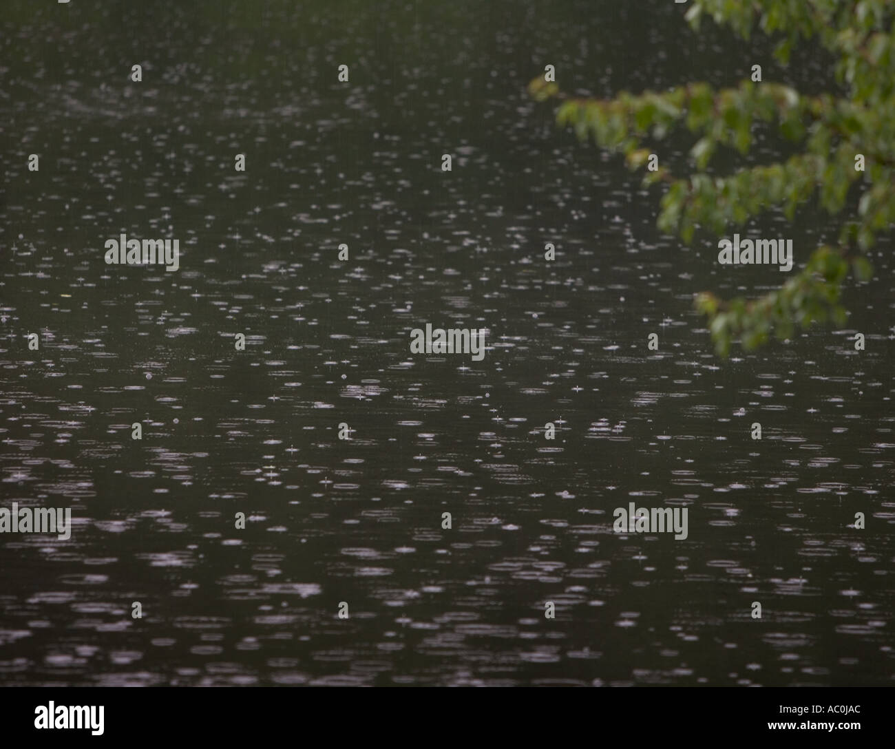 Raindrops falling on a lake Stock Photo - Alamy