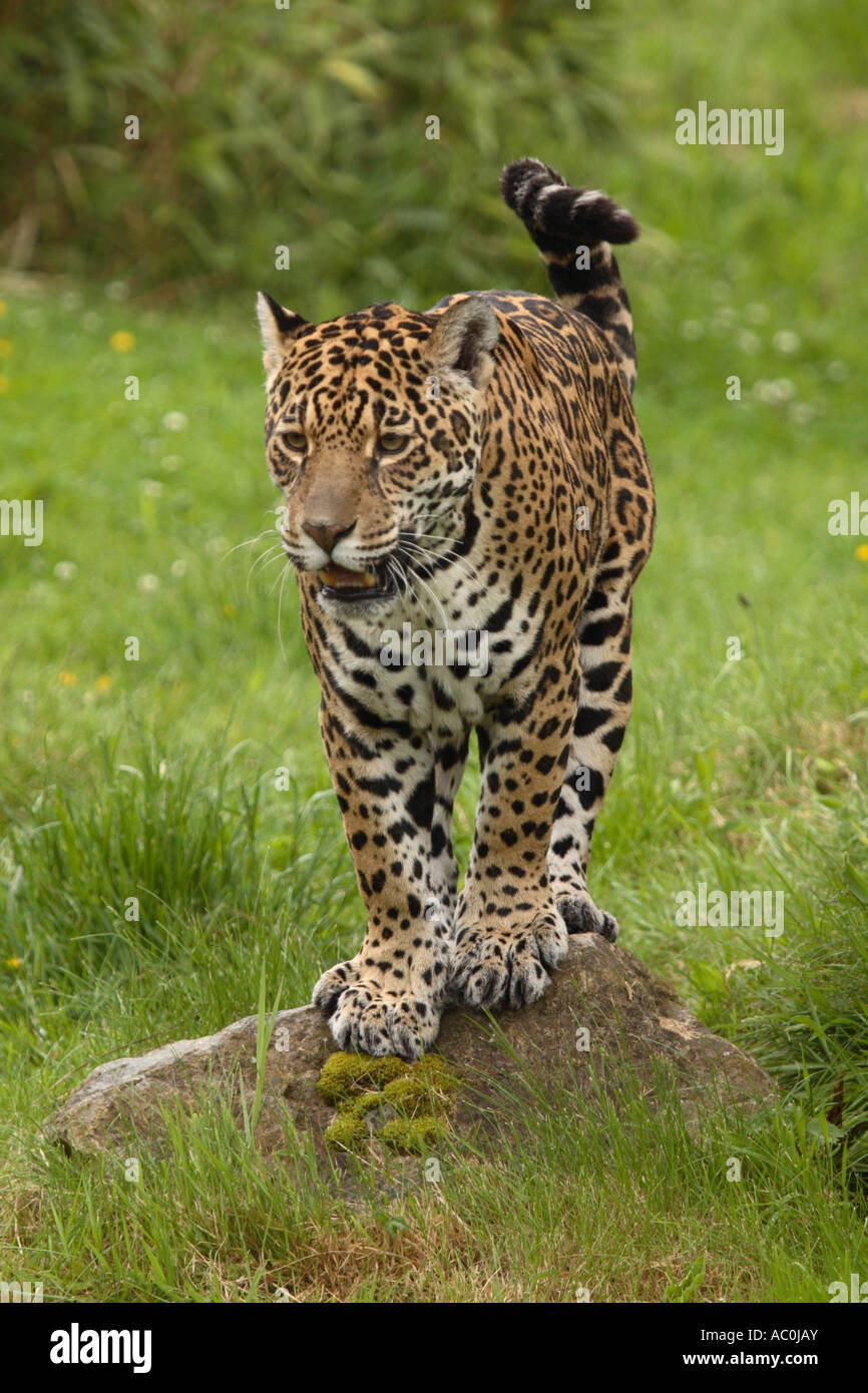Jaguar species hi-res stock photography and images - Alamy