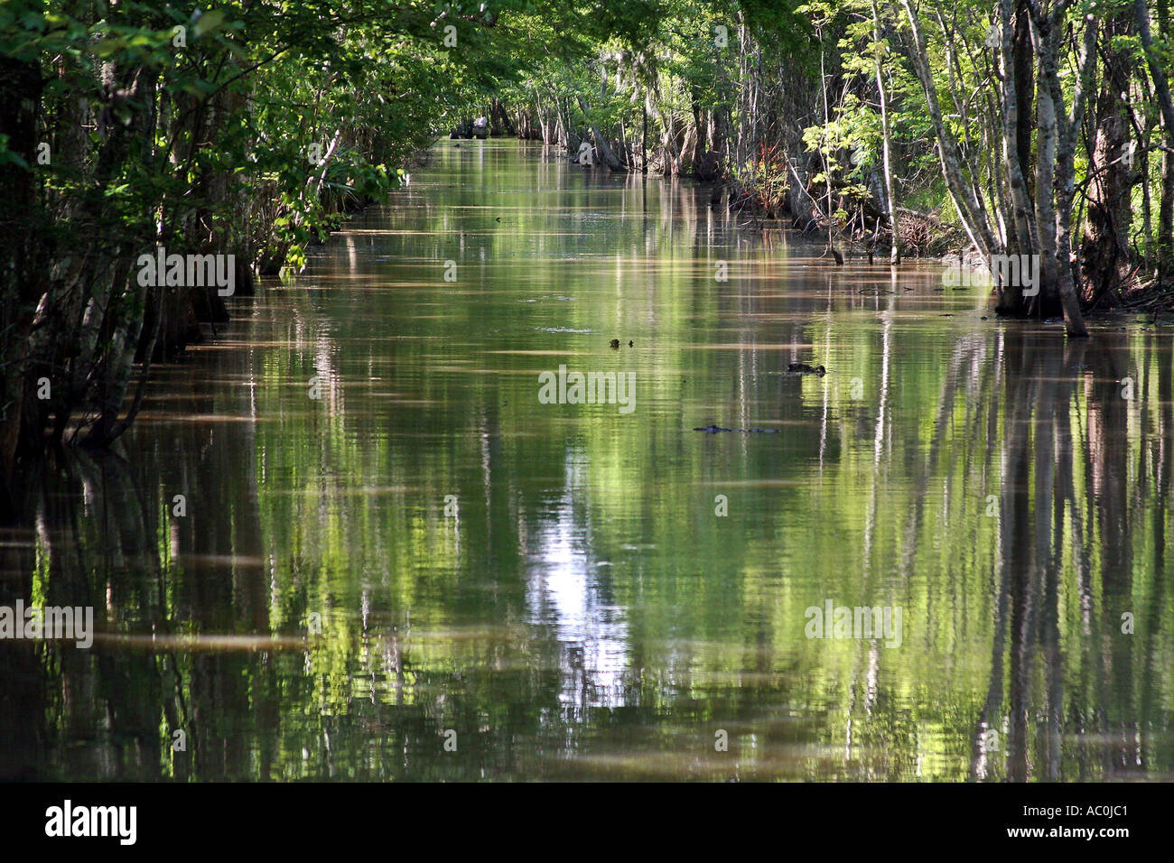 The Bayou on a swamp tour Louisiana Stock Photo - Alamy