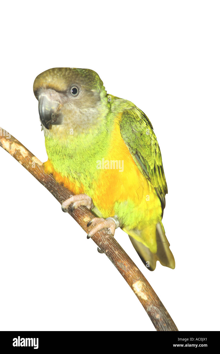 Short tailed parrot hi-res stock photography and images - Alamy