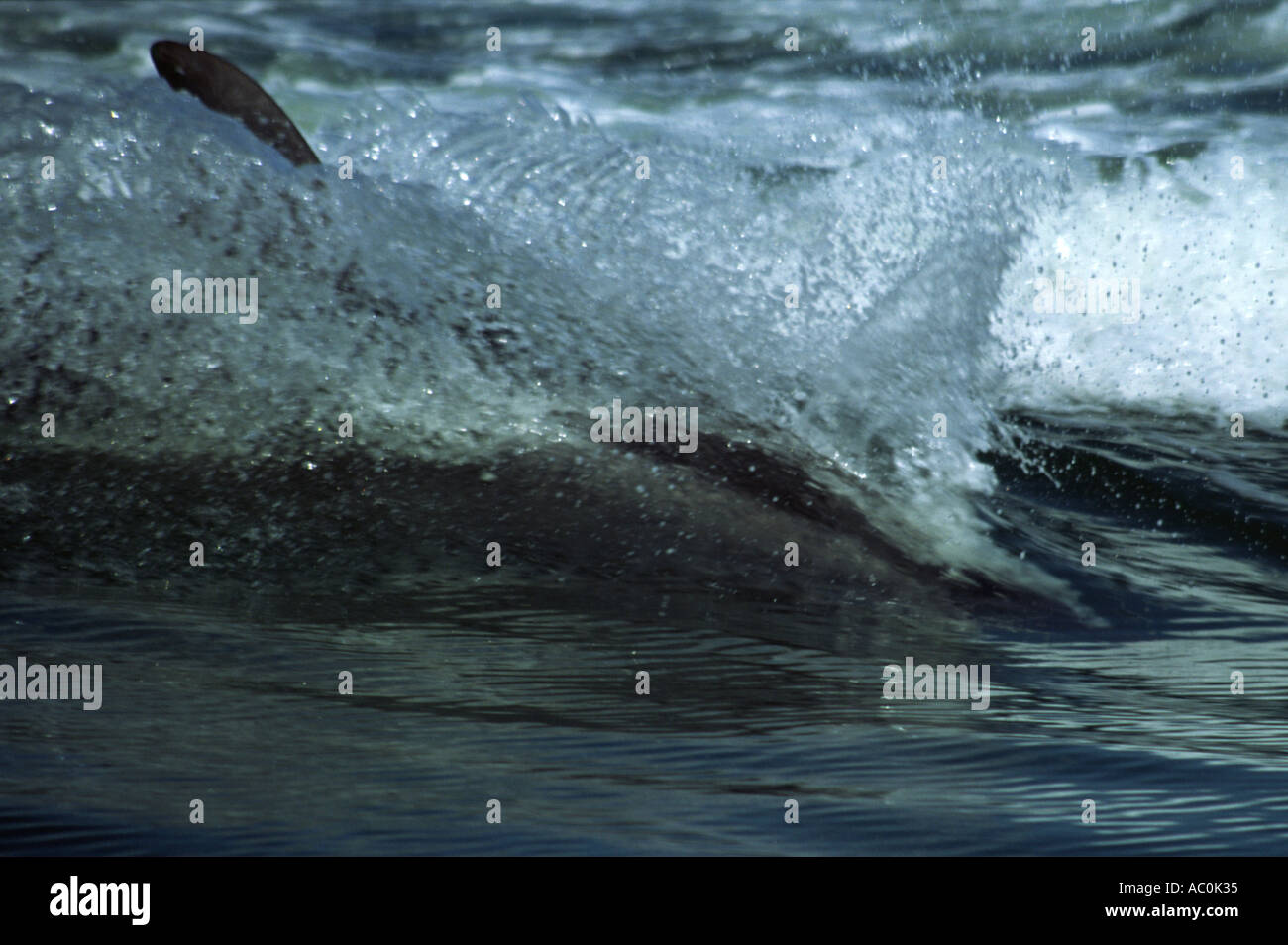 Dolphin semi submerged moving fast with a bow wave Walvis Bay Namibia ...