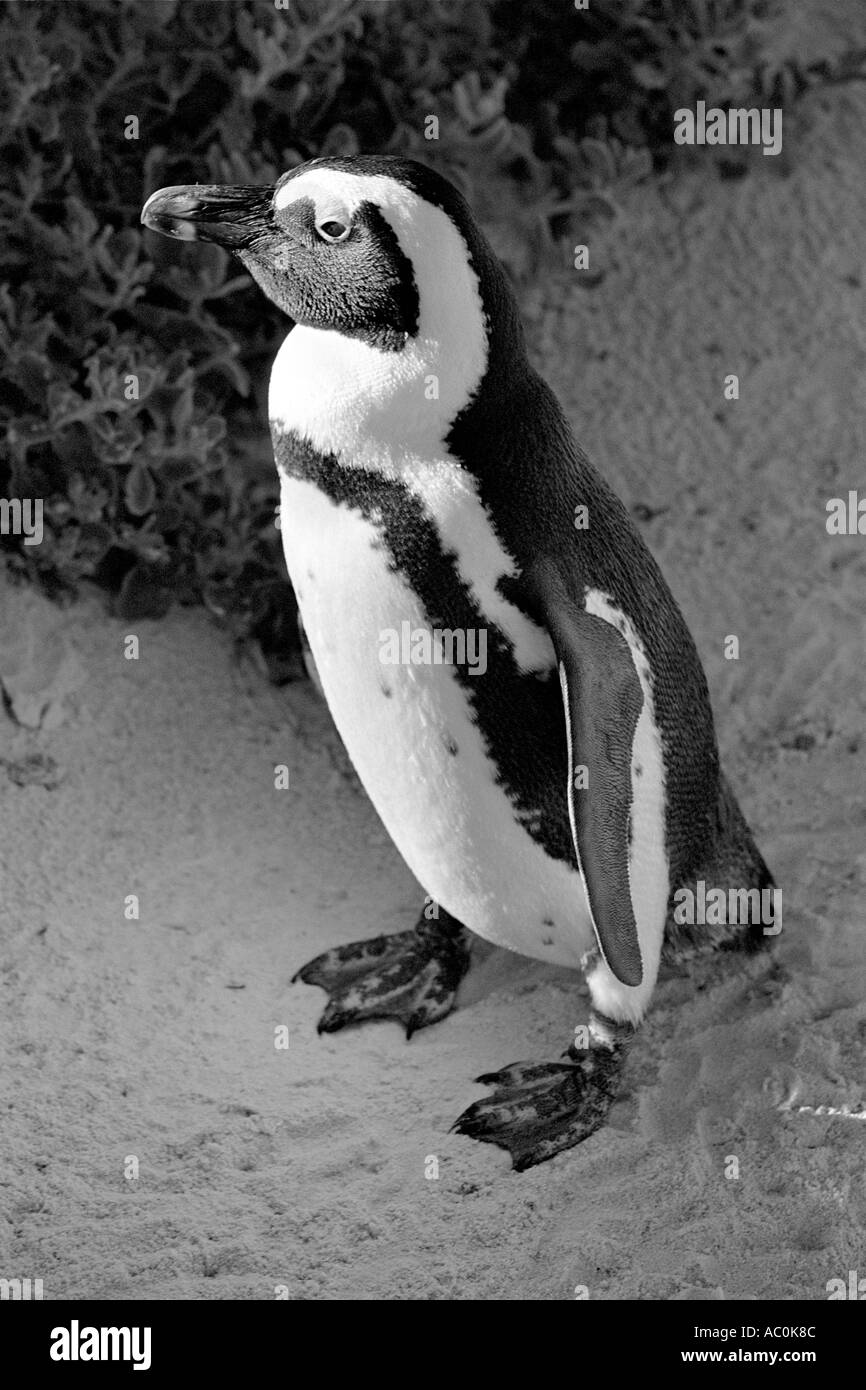 Jackass penguin standing on beach Boulders Bay Cape Town South Africa ...
