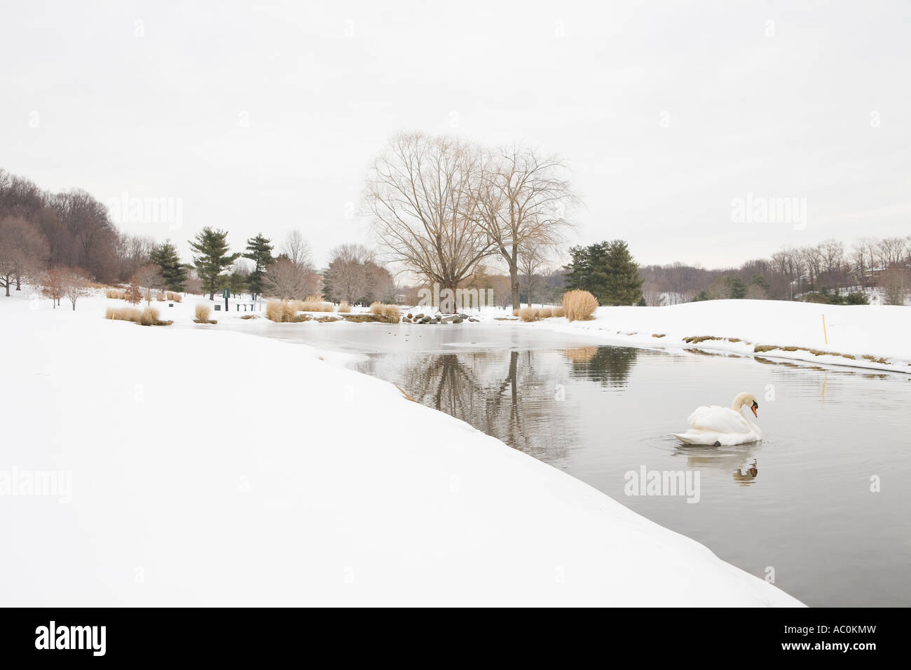 Swans in the winter swimming Stock Photo - Alamy