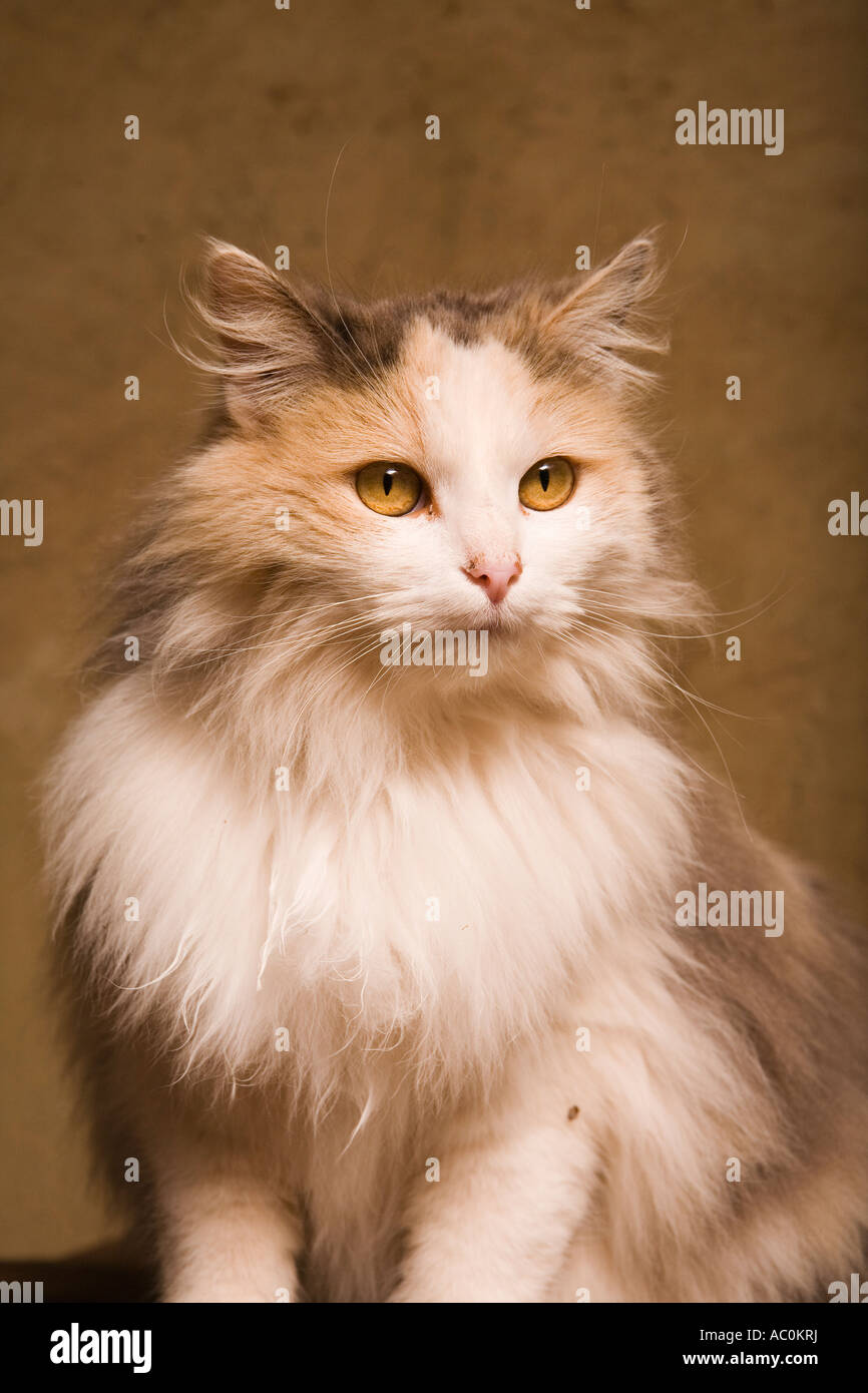 A calico farm cat Stock Photo - Alamy