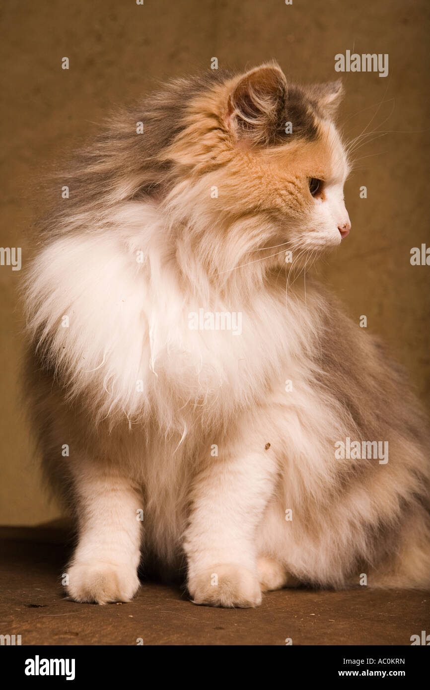 A calico farm cat Stock Photo - Alamy