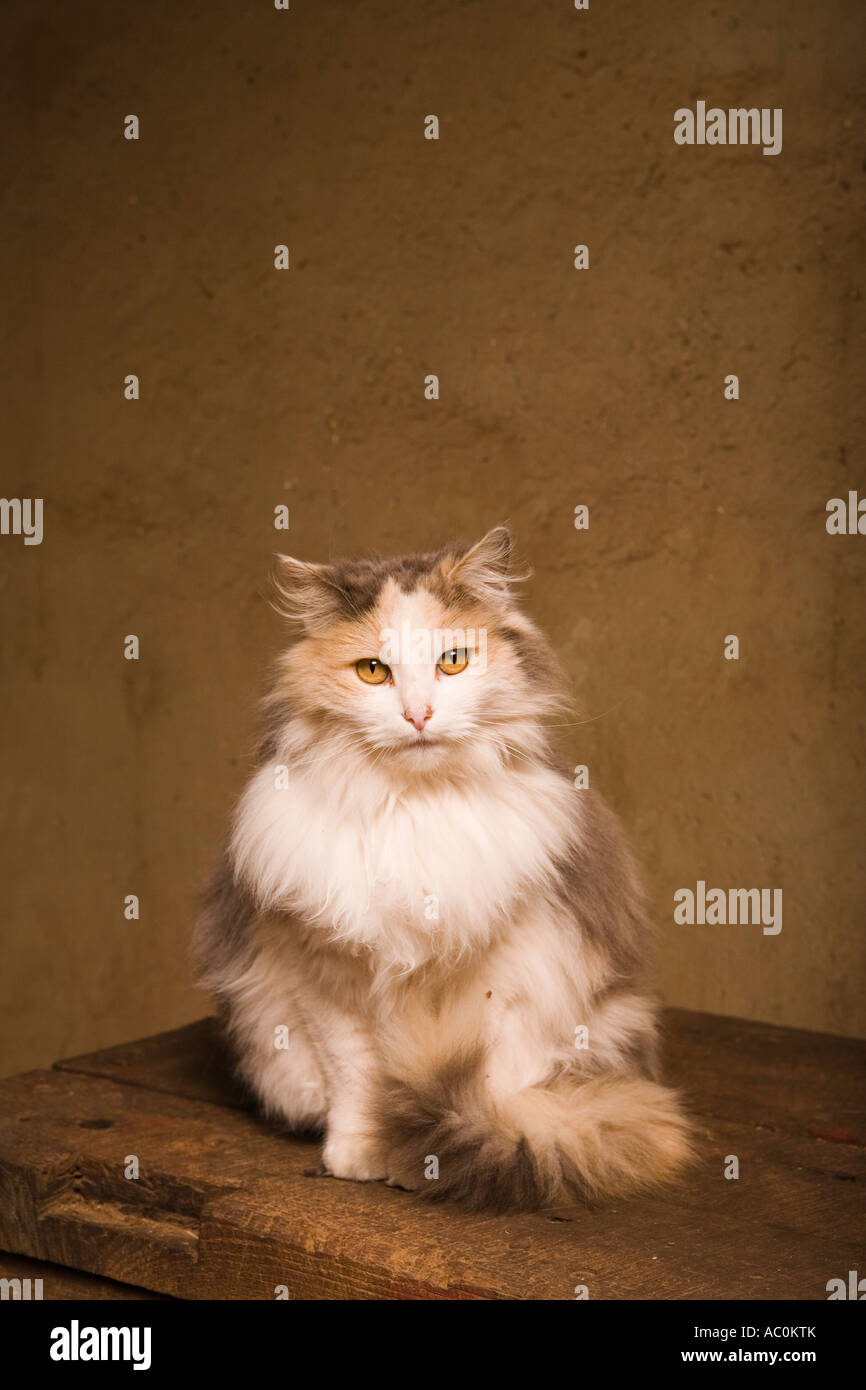A calico farm cat Stock Photo - Alamy