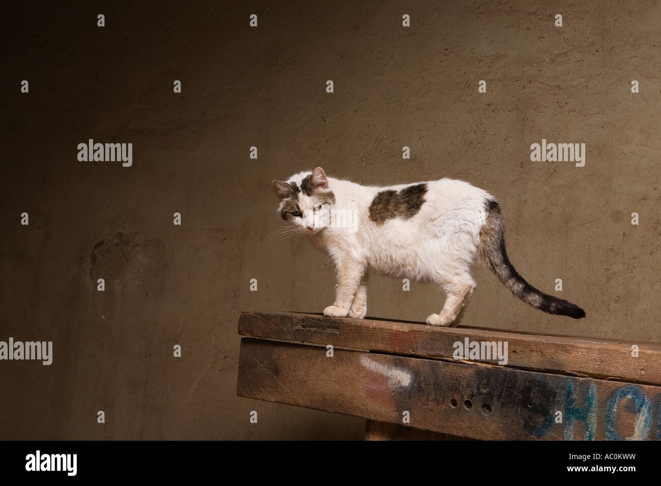 A farm cat Stock Photo - Alamy