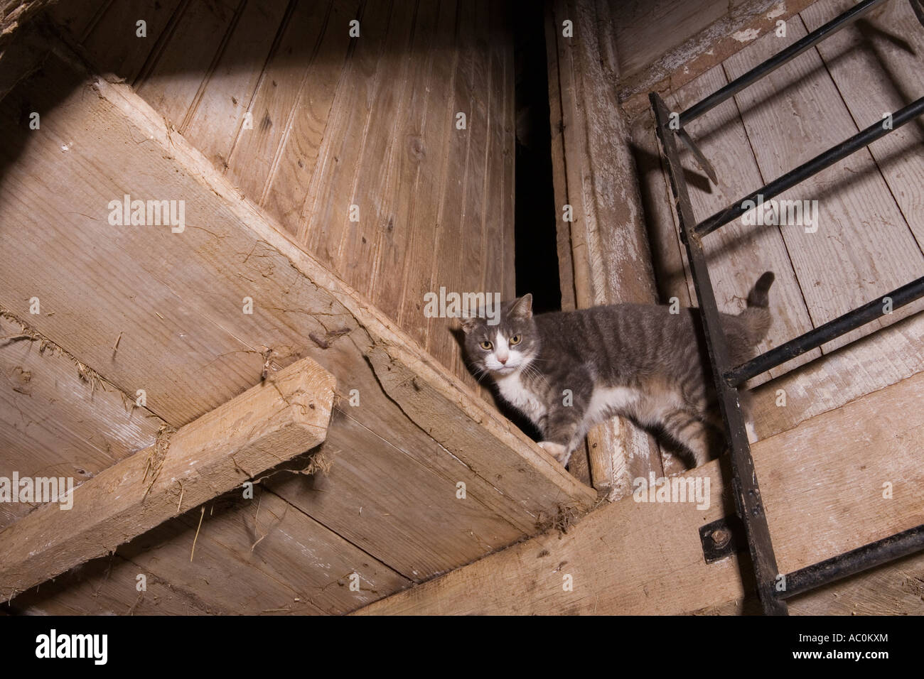 A farm cat Stock Photo - Alamy