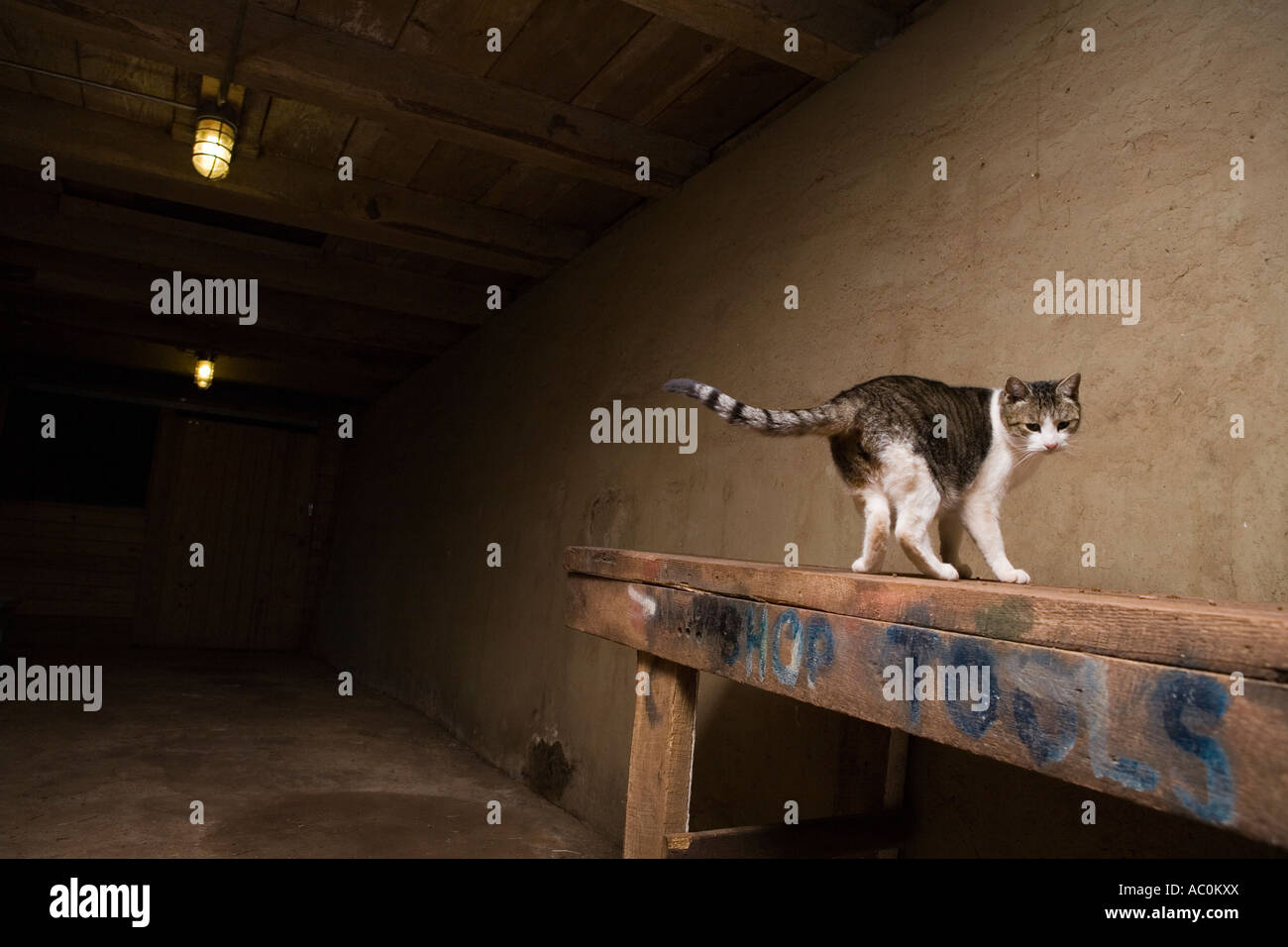 A farm cat Stock Photo - Alamy