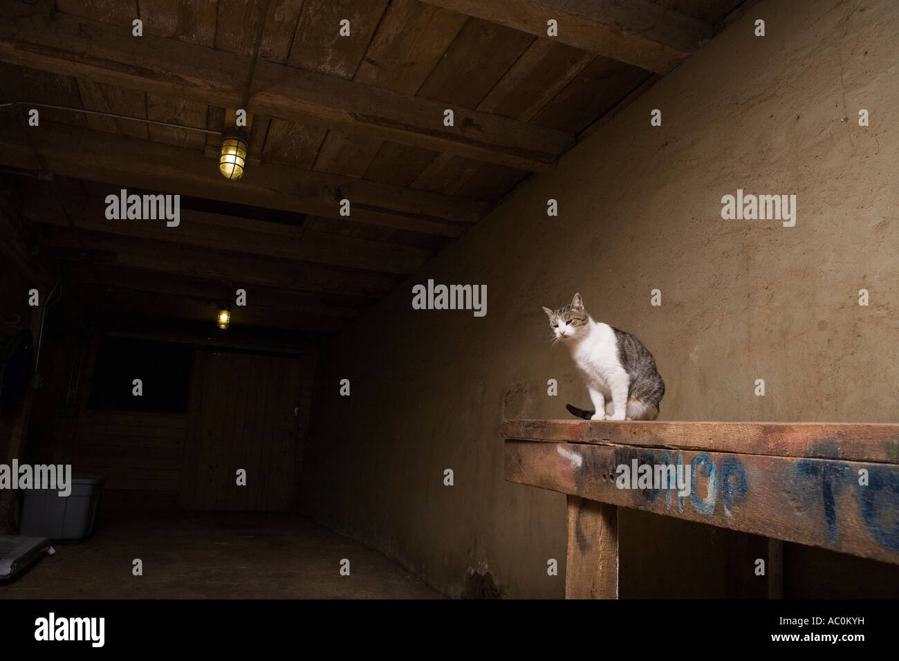 A farm cat Stock Photo - Alamy