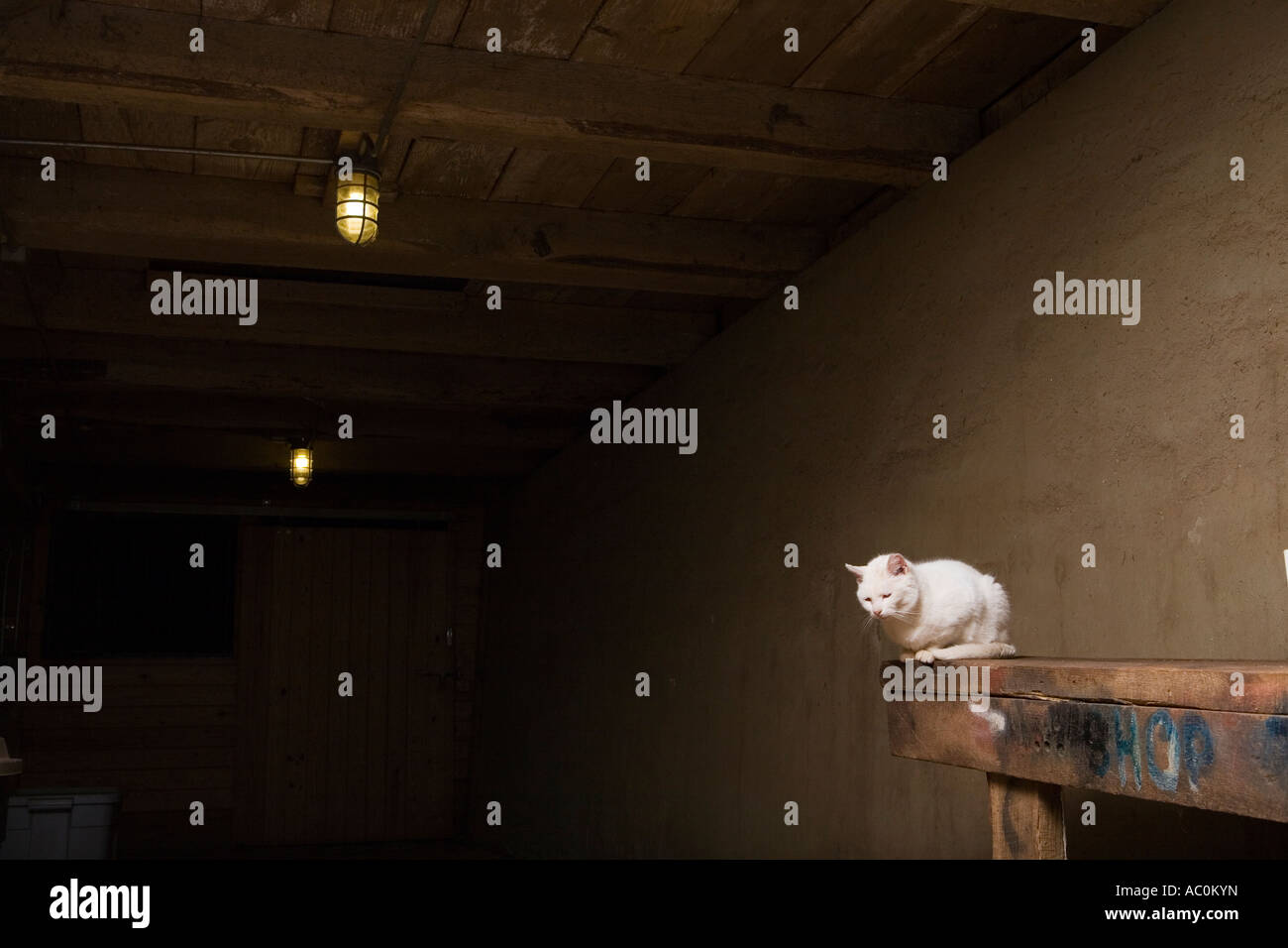 A white farm cat Stock Photo - Alamy