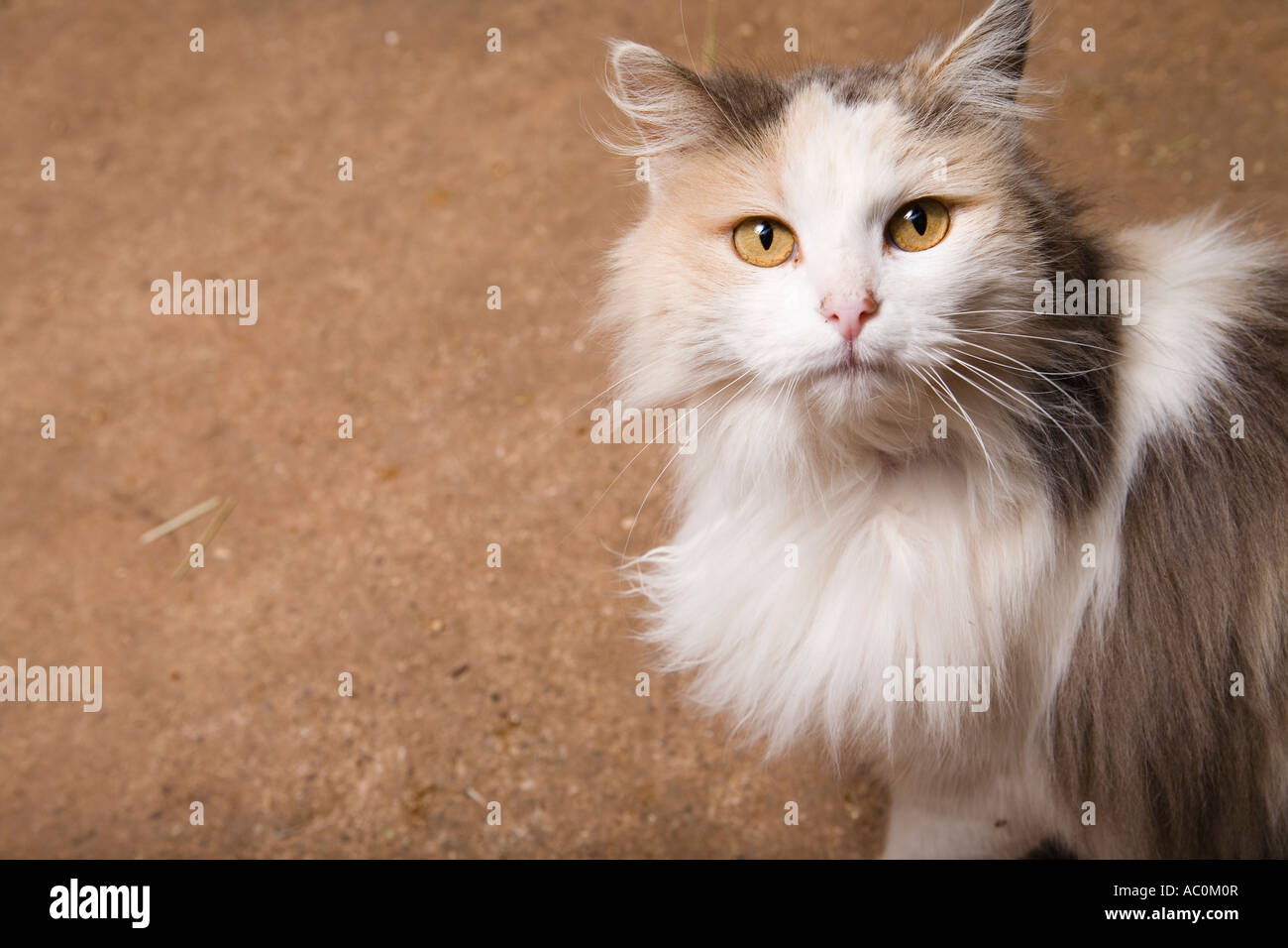 A calico farm cat Stock Photo - Alamy