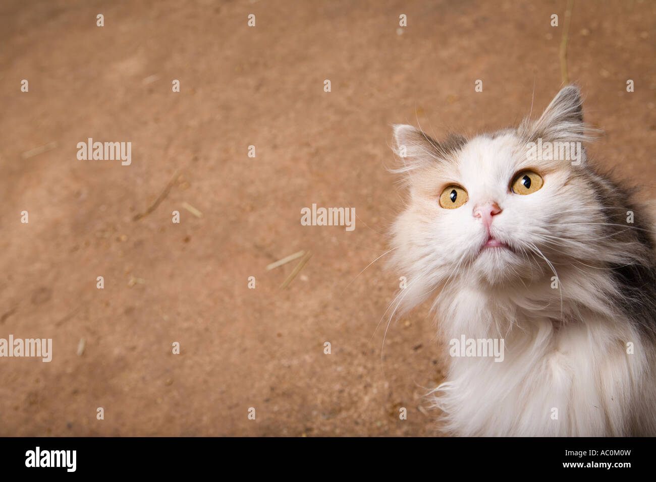 A calico farm cat Stock Photo - Alamy