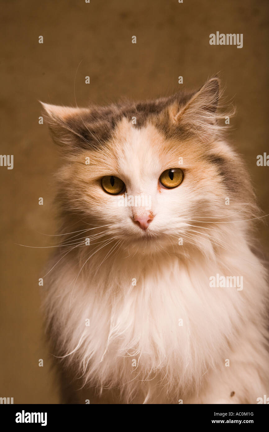 A calico farm cat Stock Photo - Alamy