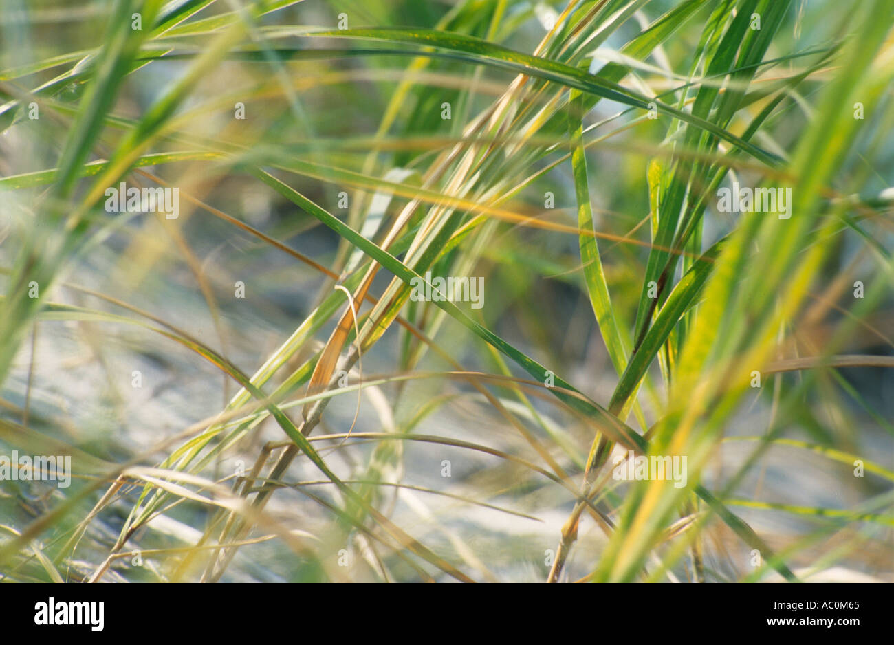 Reed blowing in wind hi-res stock photography and images - Alamy