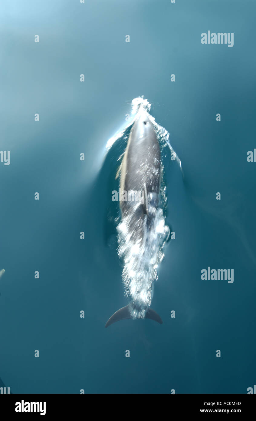 common dolphin riding the bow waves of boat Stock Photo - Alamy