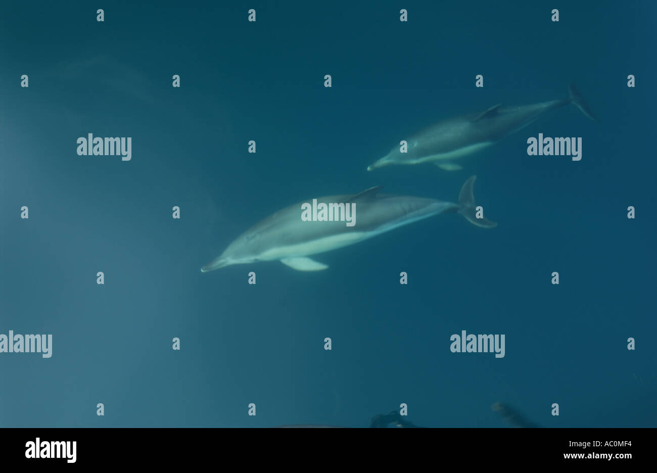 Cornwall dolphin boat hi-res stock photography and images - Alamy