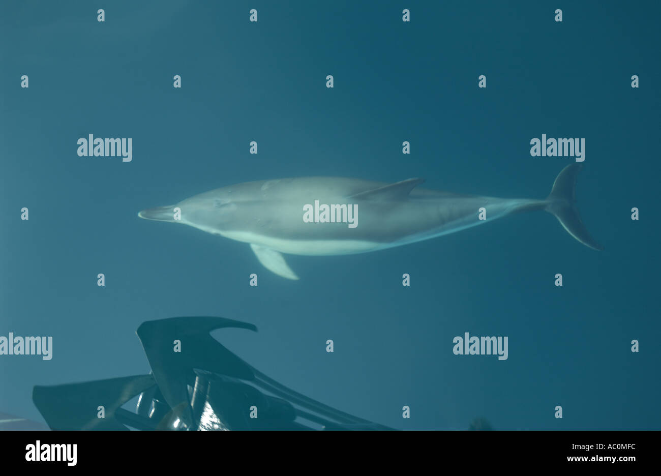 common dolphin riding the bow waves of boat Stock Photo - Alamy