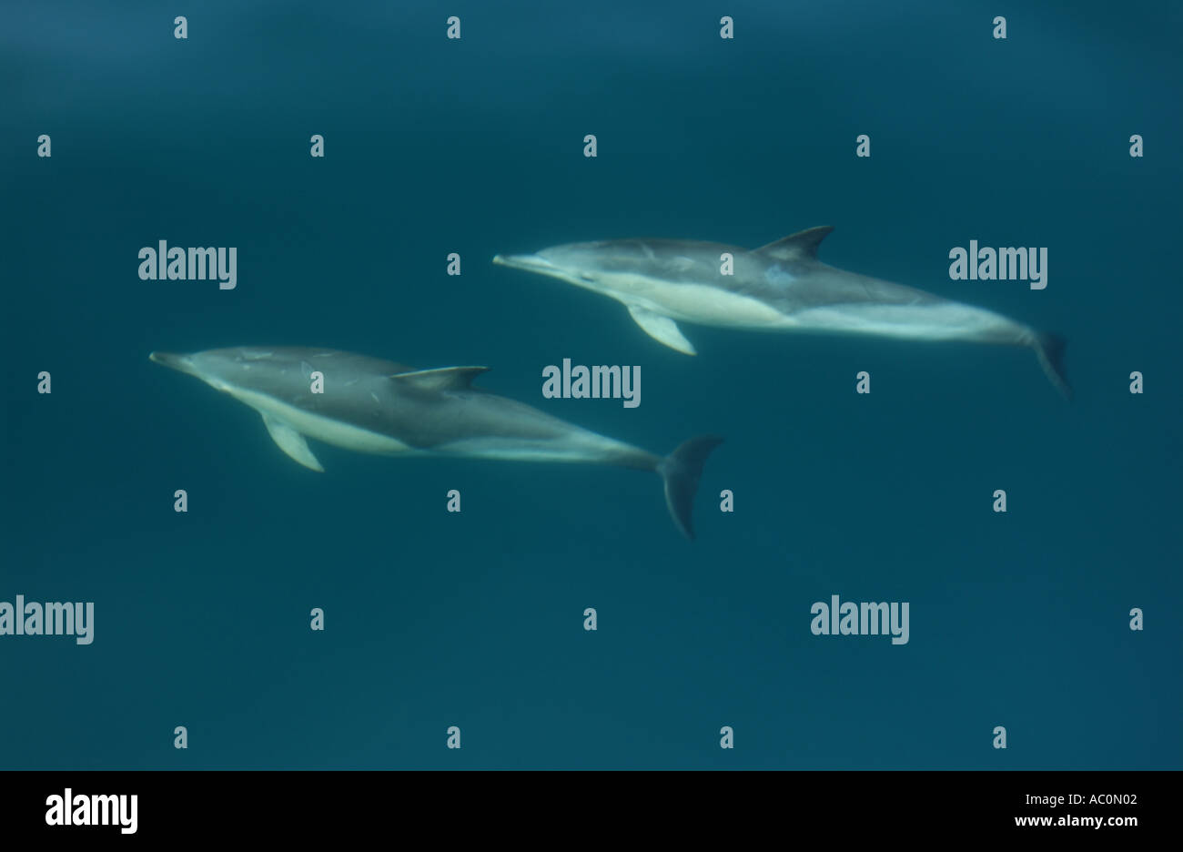 common dolphin riding the bow waves of boat Stock Photo - Alamy