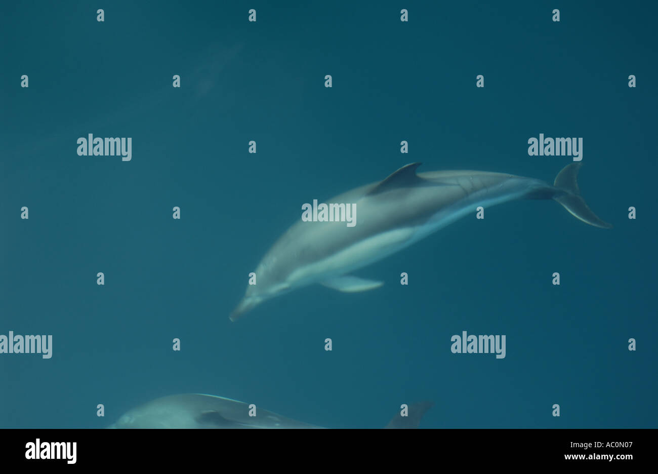 Cornwall dolphin boat hi-res stock photography and images - Alamy