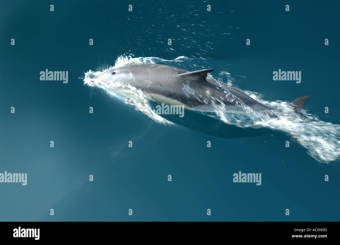 common dolphin riding the bow waves of boat Stock Photo - Alamy