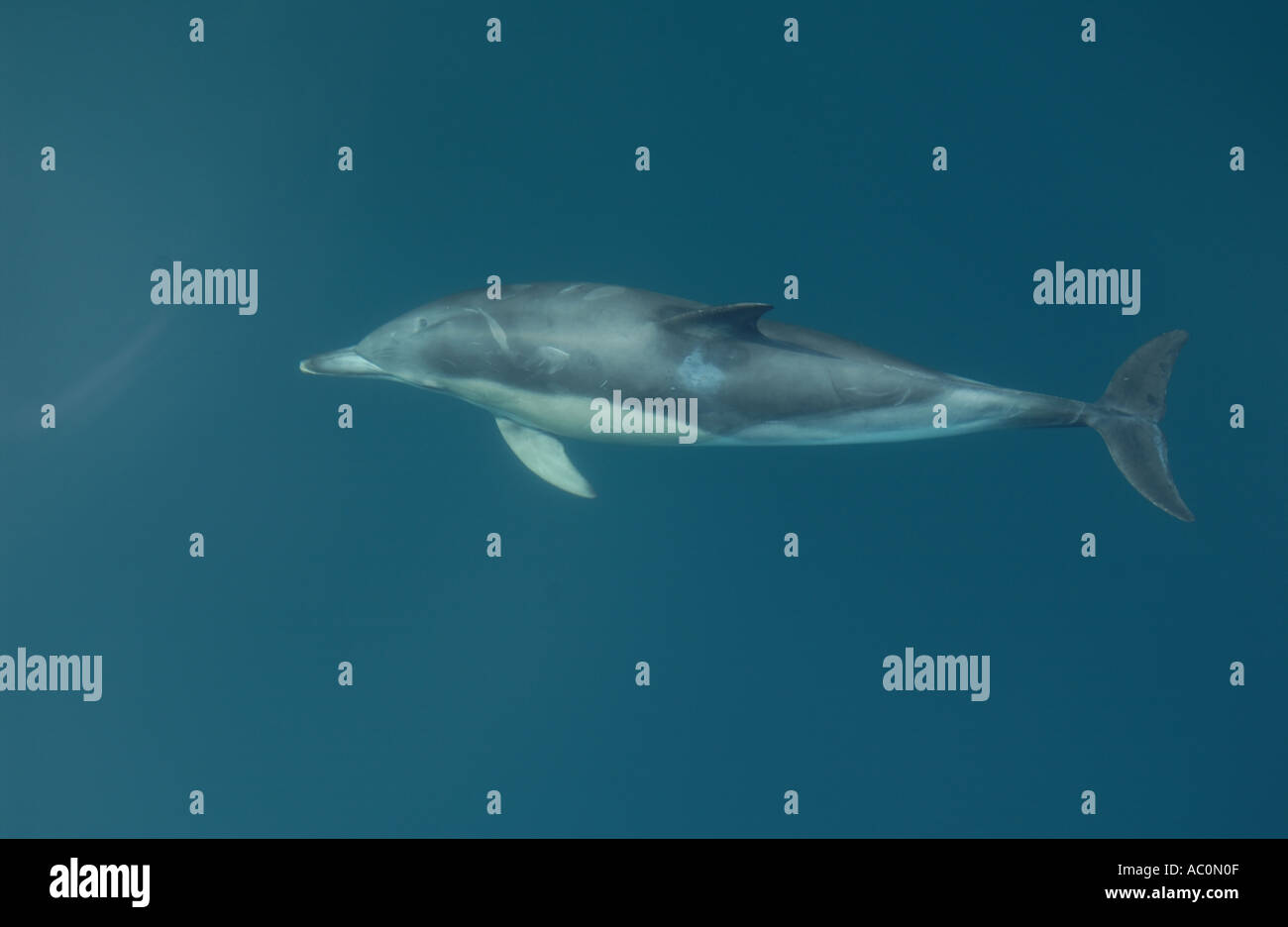 Common dolphin cornwall hi-res stock photography and images - Alamy