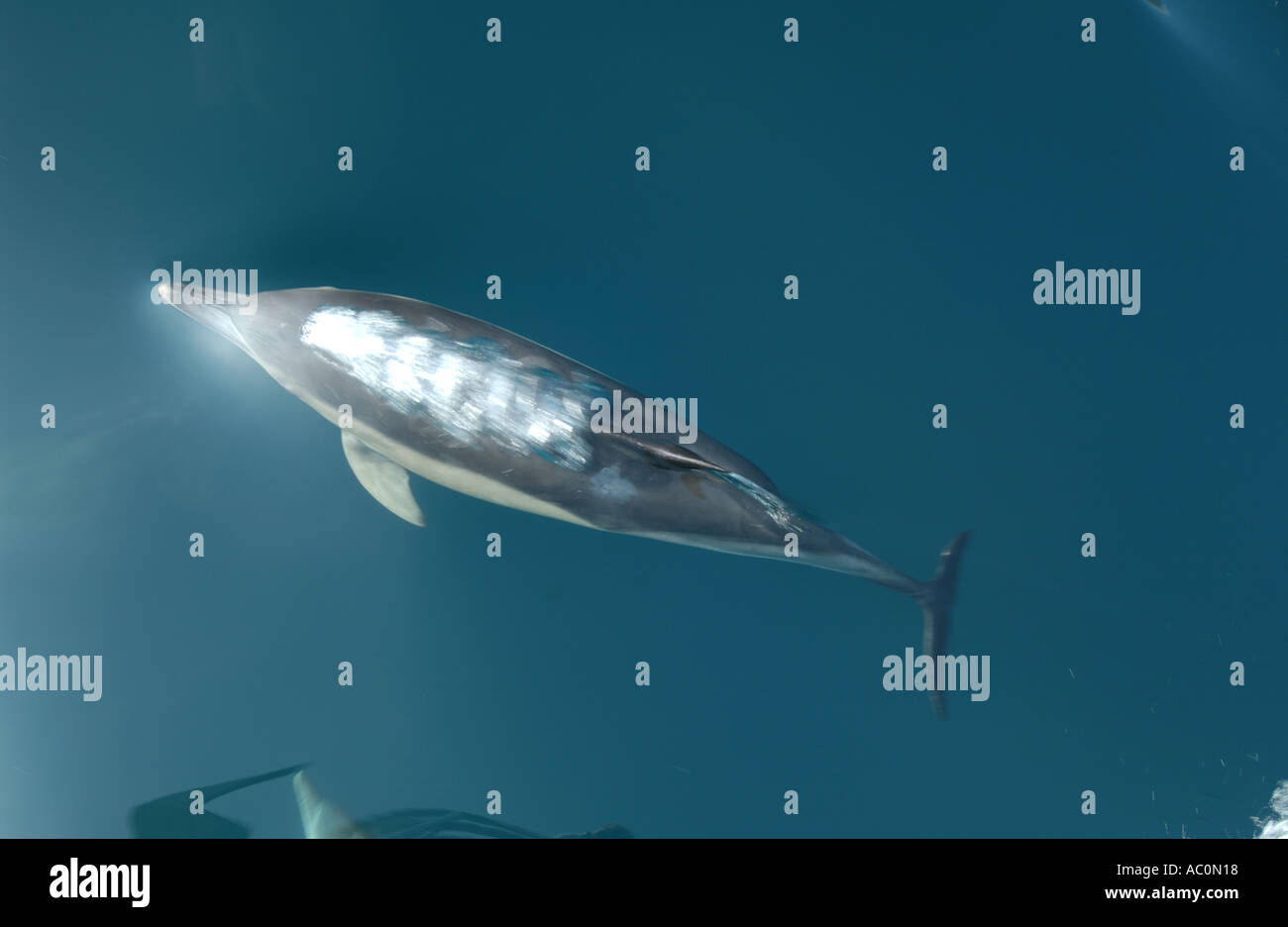common dolphin riding the bow waves of boat Stock Photo - Alamy