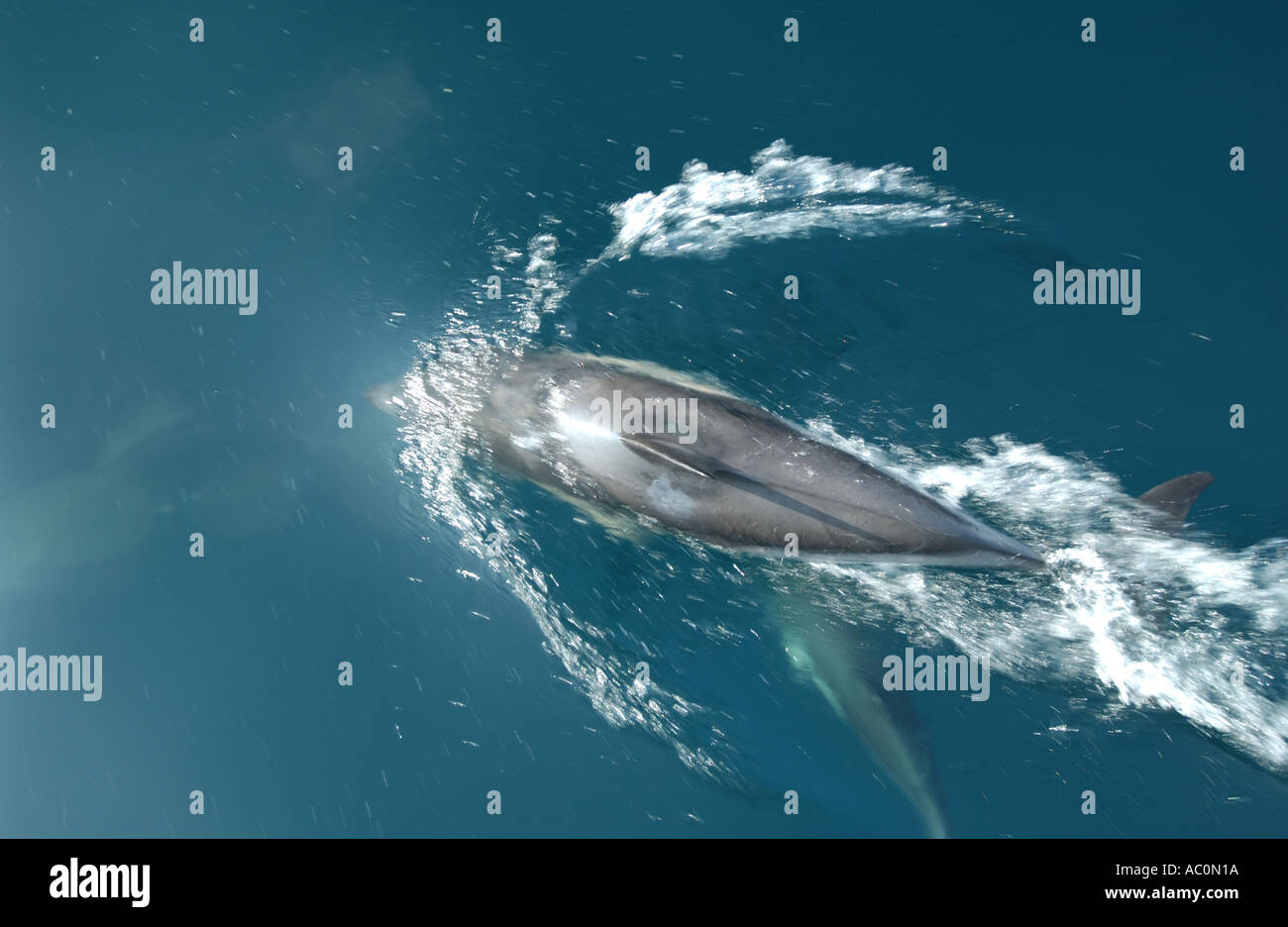 Cornwall dolphin boat hi-res stock photography and images - Alamy