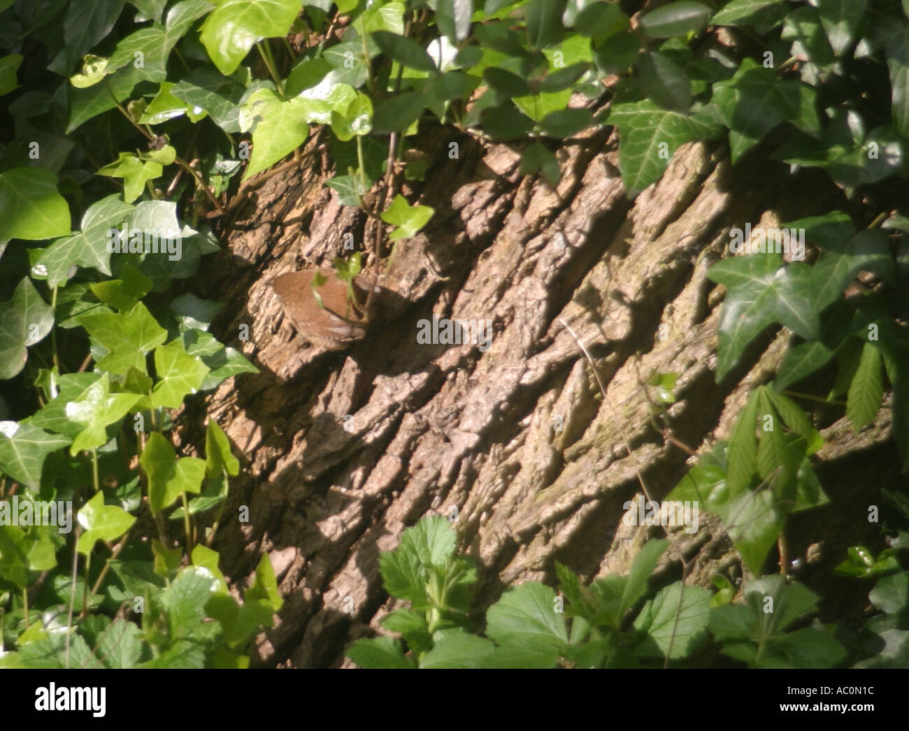 Tree creeper with feather hi-res stock photography and images - Alamy
