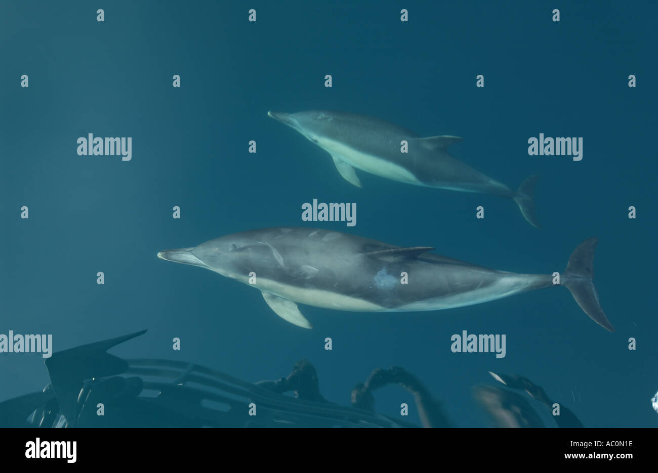 common dolphin riding the bow waves of boat Stock Photo - Alamy