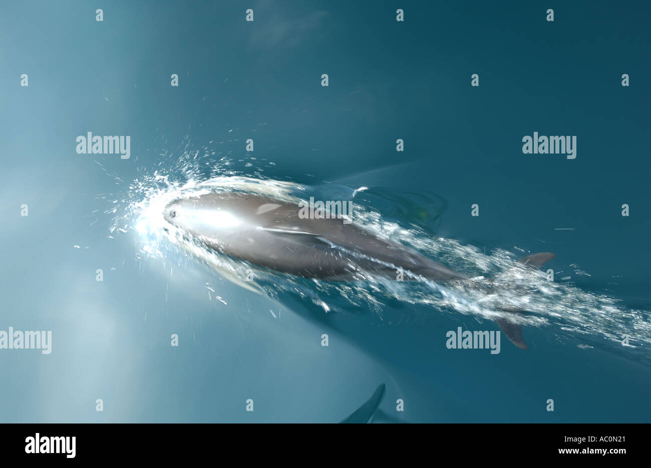 Cornwall dolphin boat hi-res stock photography and images - Alamy