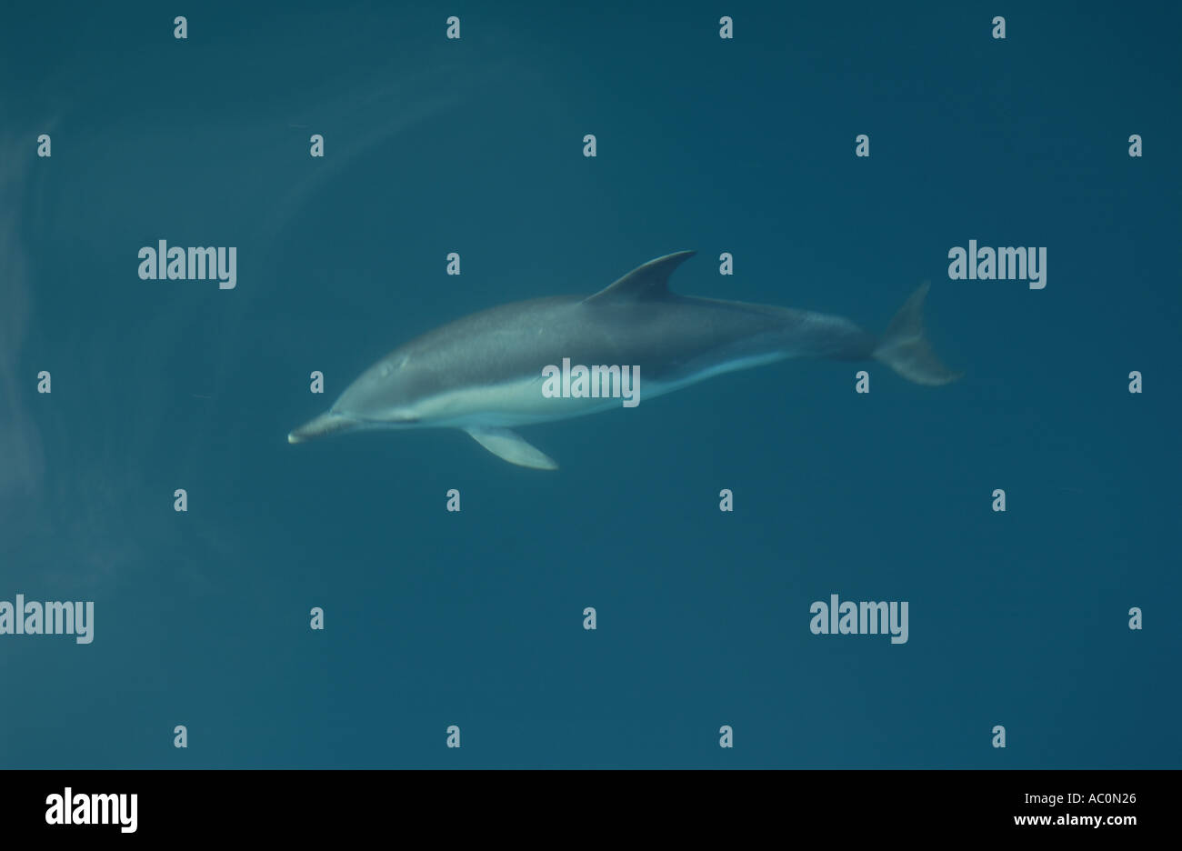 common dolphin riding the bow waves of boat Stock Photo - Alamy