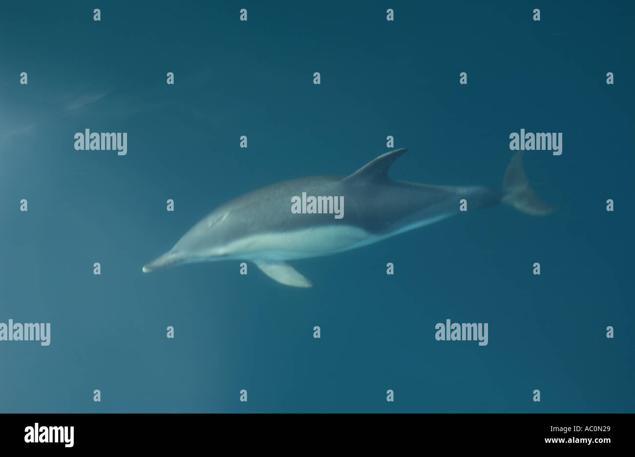 common dolphin riding the bow waves of boat Stock Photo - Alamy