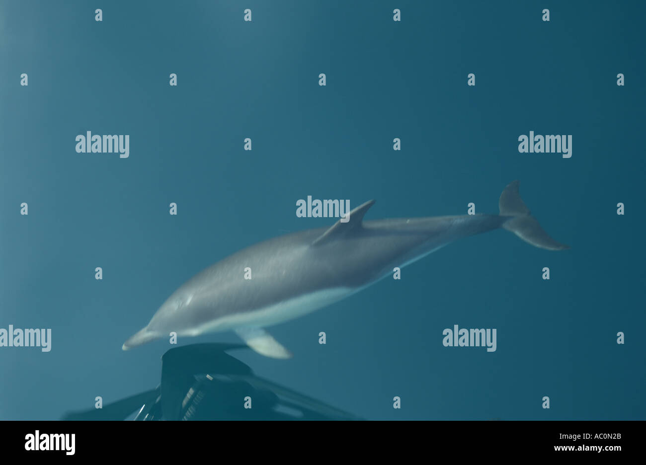 common dolphin riding the bow waves of boat Stock Photo - Alamy