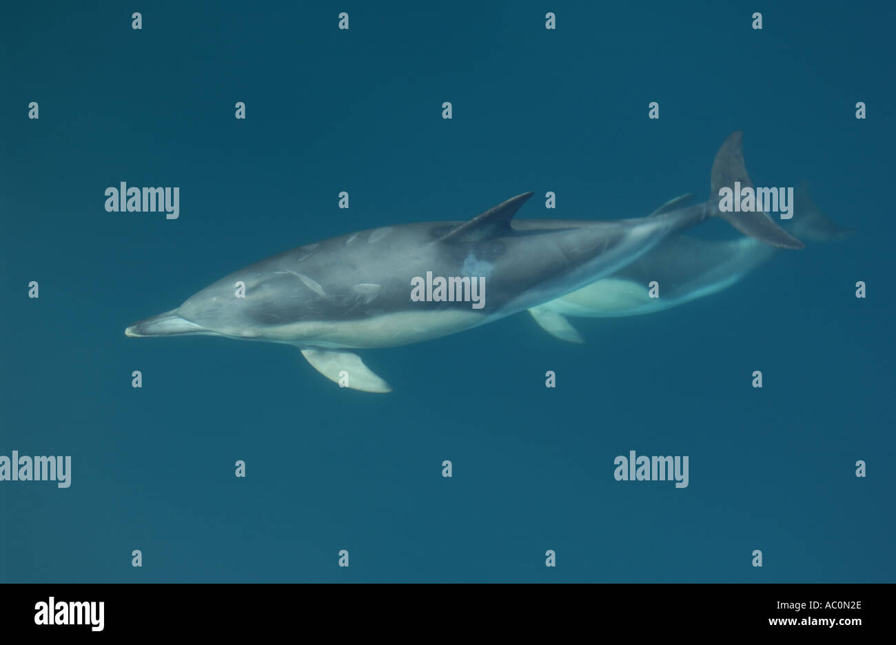 common dolphin riding the bow waves of boat Stock Photo - Alamy