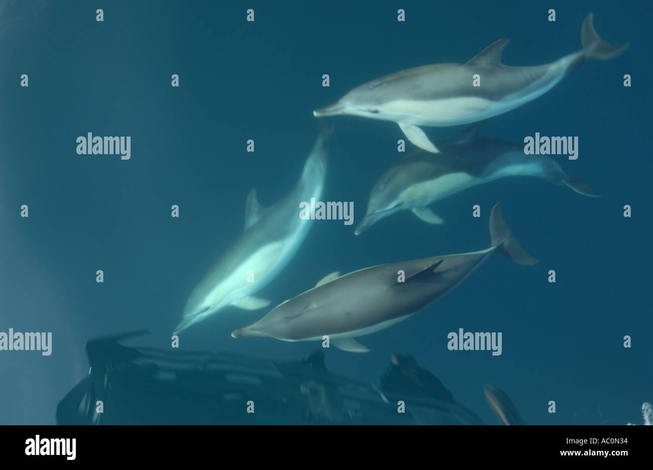 Cornwall dolphin boat hi-res stock photography and images - Alamy