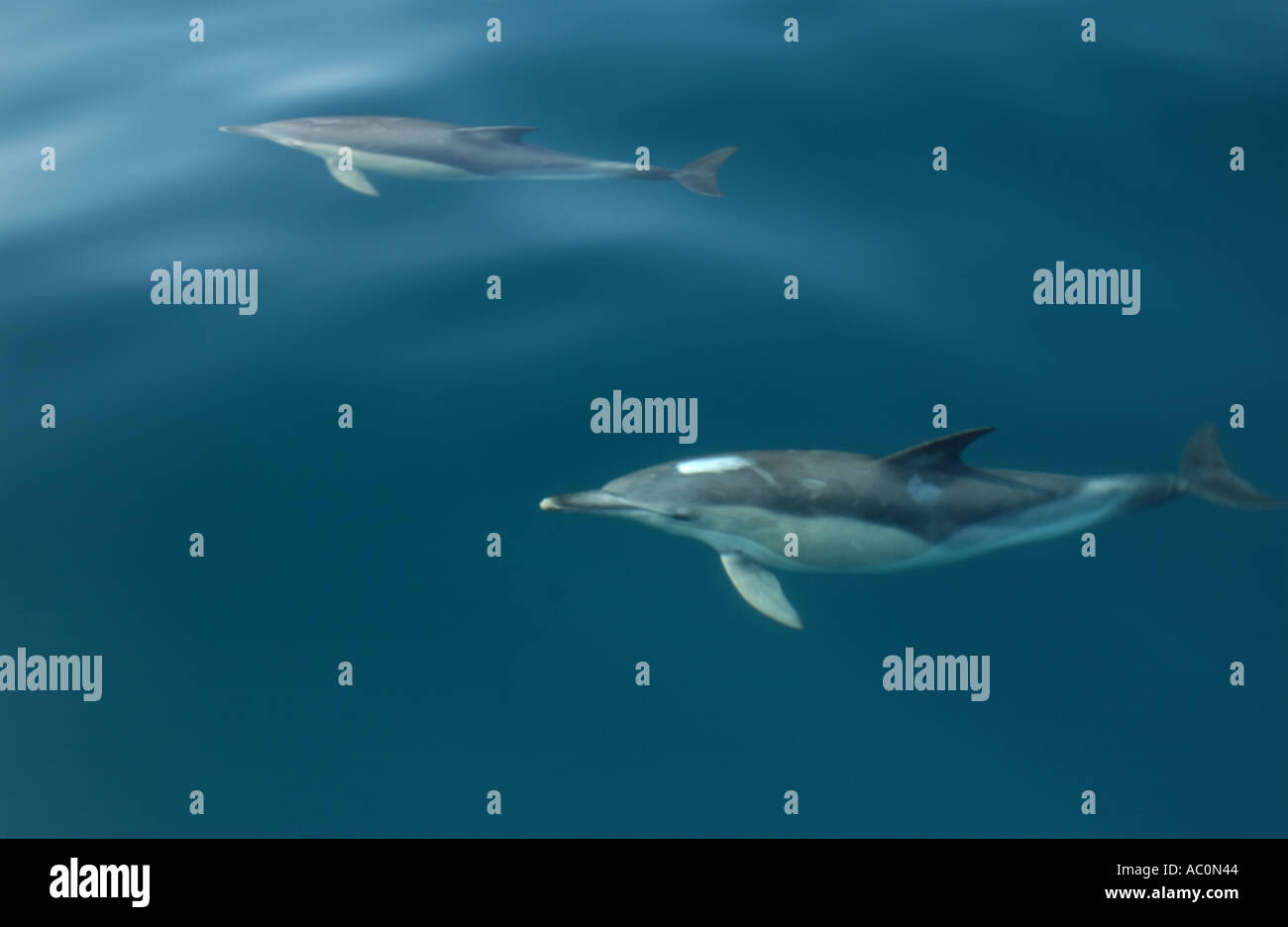 common dolphin riding the bow waves of boat Stock Photo - Alamy