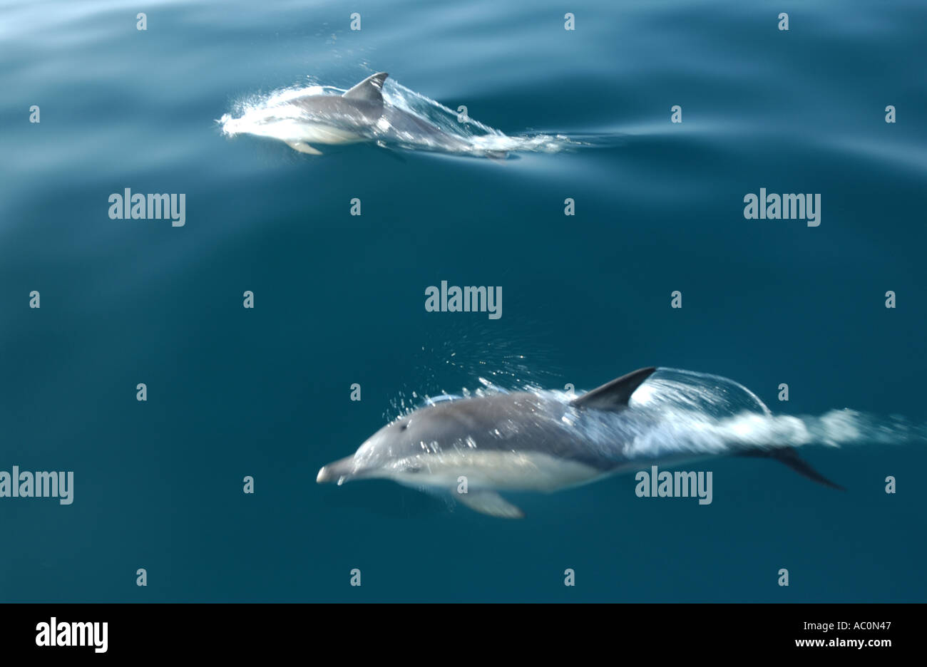 common dolphin riding the bow waves of boat Stock Photo - Alamy