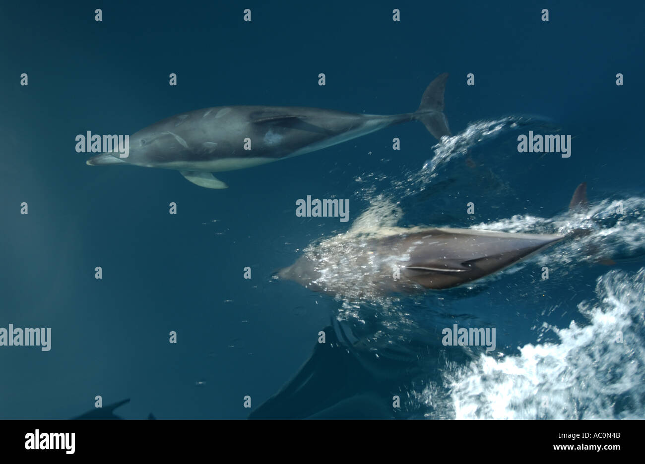 Cornwall dolphin boat hi-res stock photography and images - Alamy