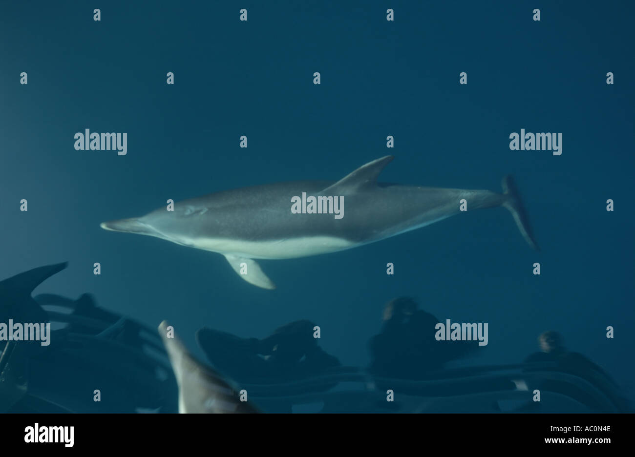 common dolphin riding the bow waves of boat Stock Photo - Alamy