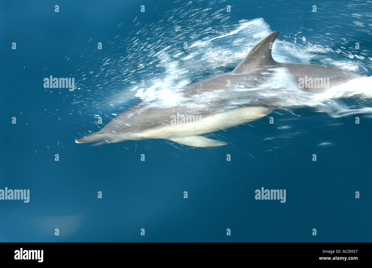 Cornwall dolphin boat hi-res stock photography and images - Alamy