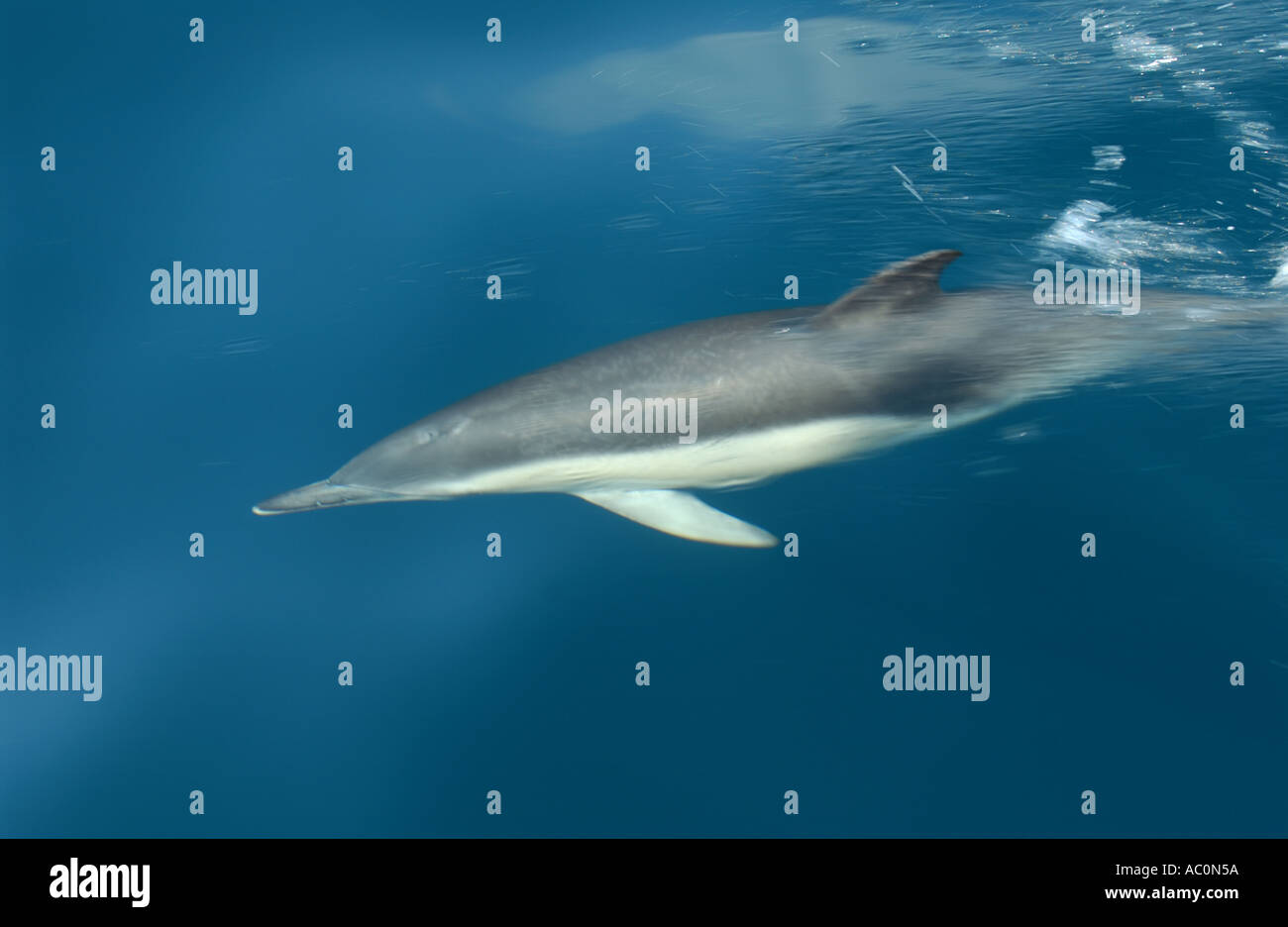 common dolphin riding the bow waves of boat Stock Photo - Alamy