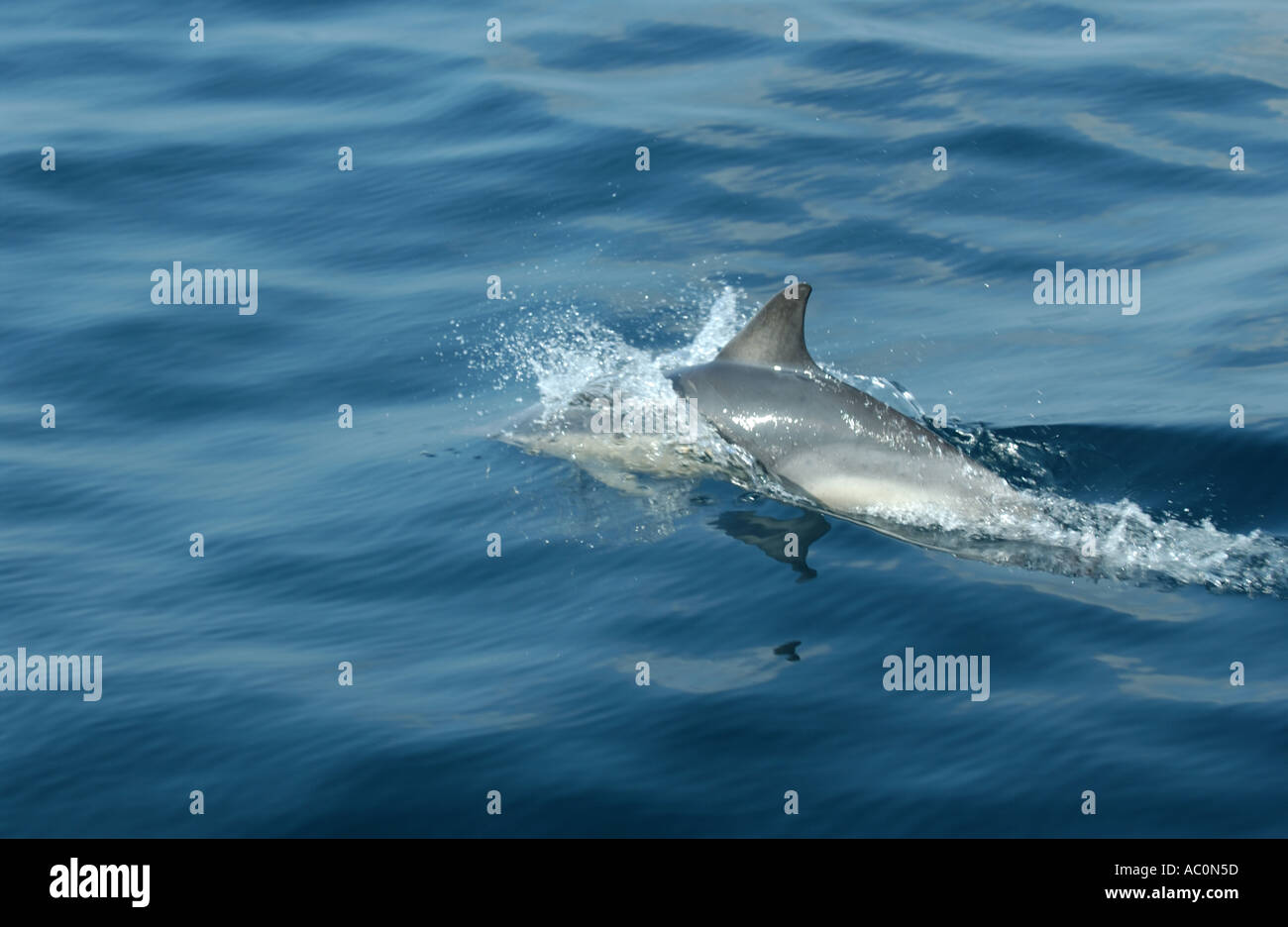 Cornwall dolphin boat hi-res stock photography and images - Alamy